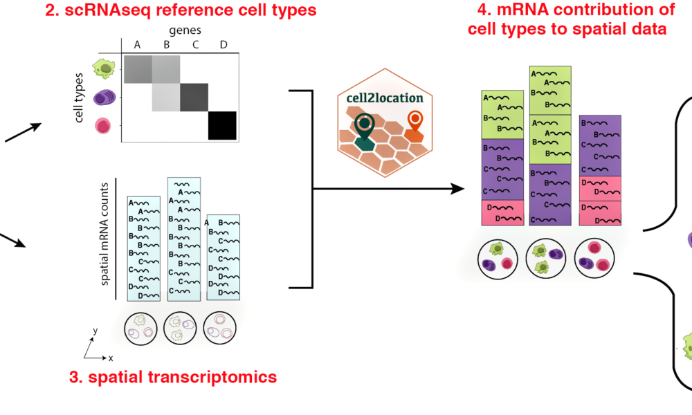 How Spatial Transcriptomics Can Help Your Research On Tissue Techcrums