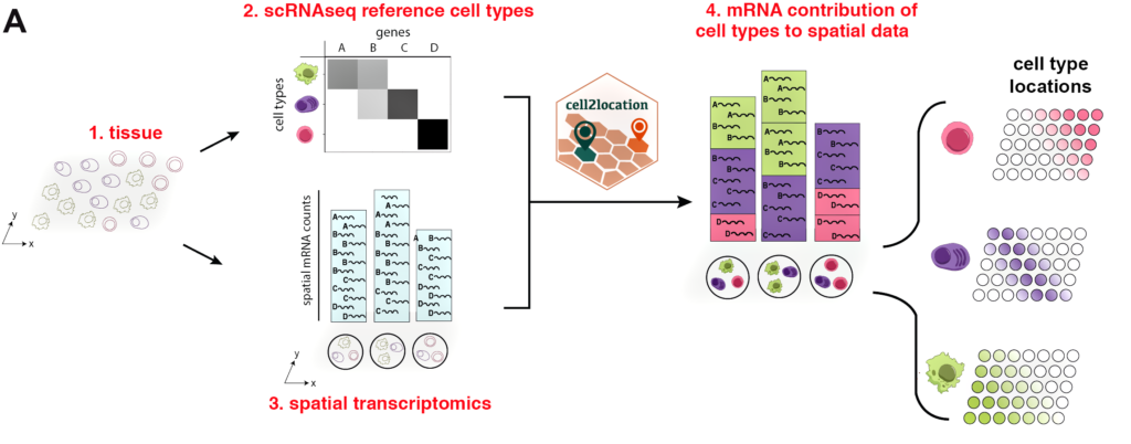 How Spatial Transcriptomics Can Help Your Research On Tissue Techcrums